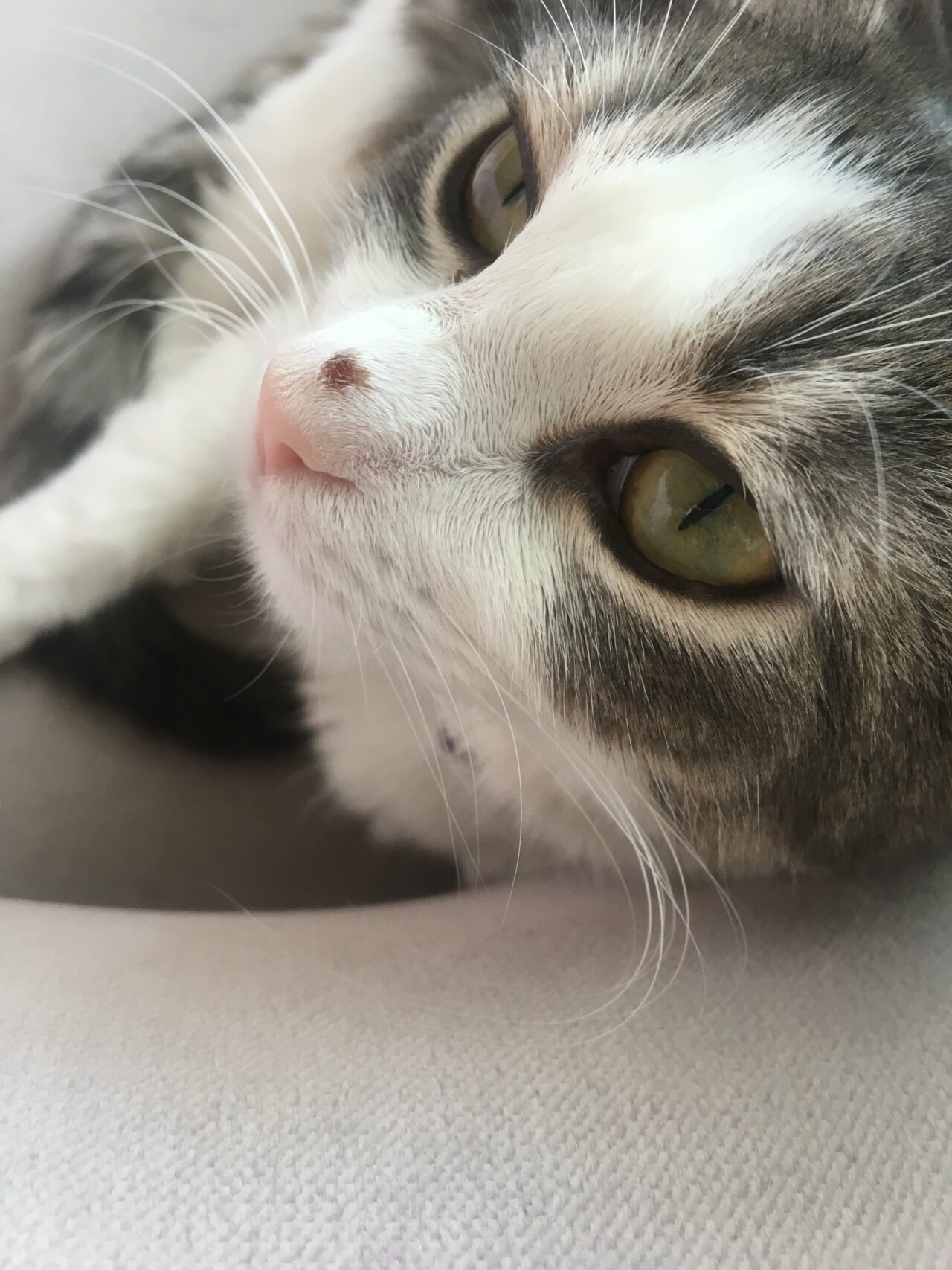 Reading - Vet's Klinic