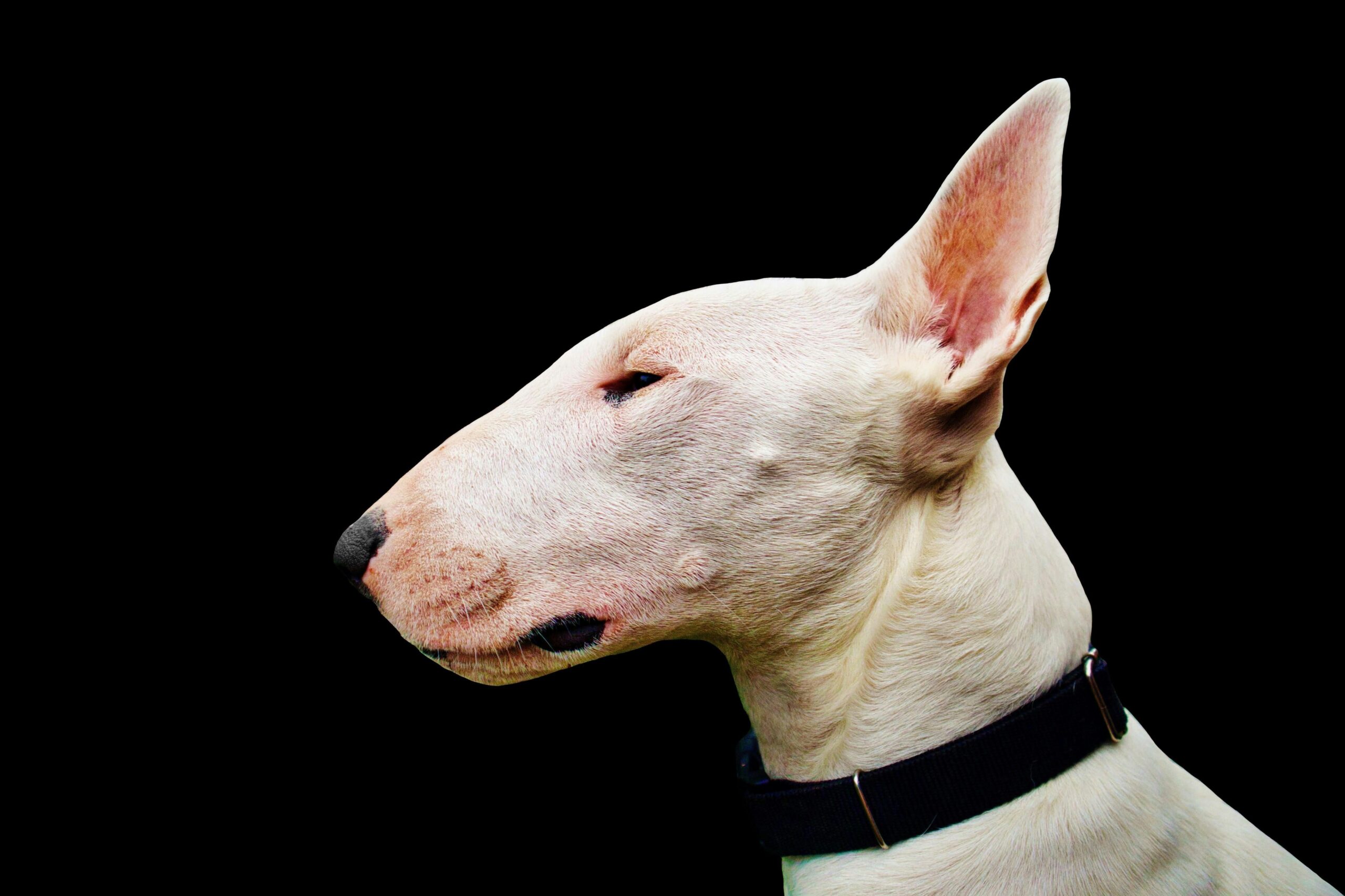 From Pain to Relief: One Dog’s Journey Through TECA Surgery - Vet's Klinic