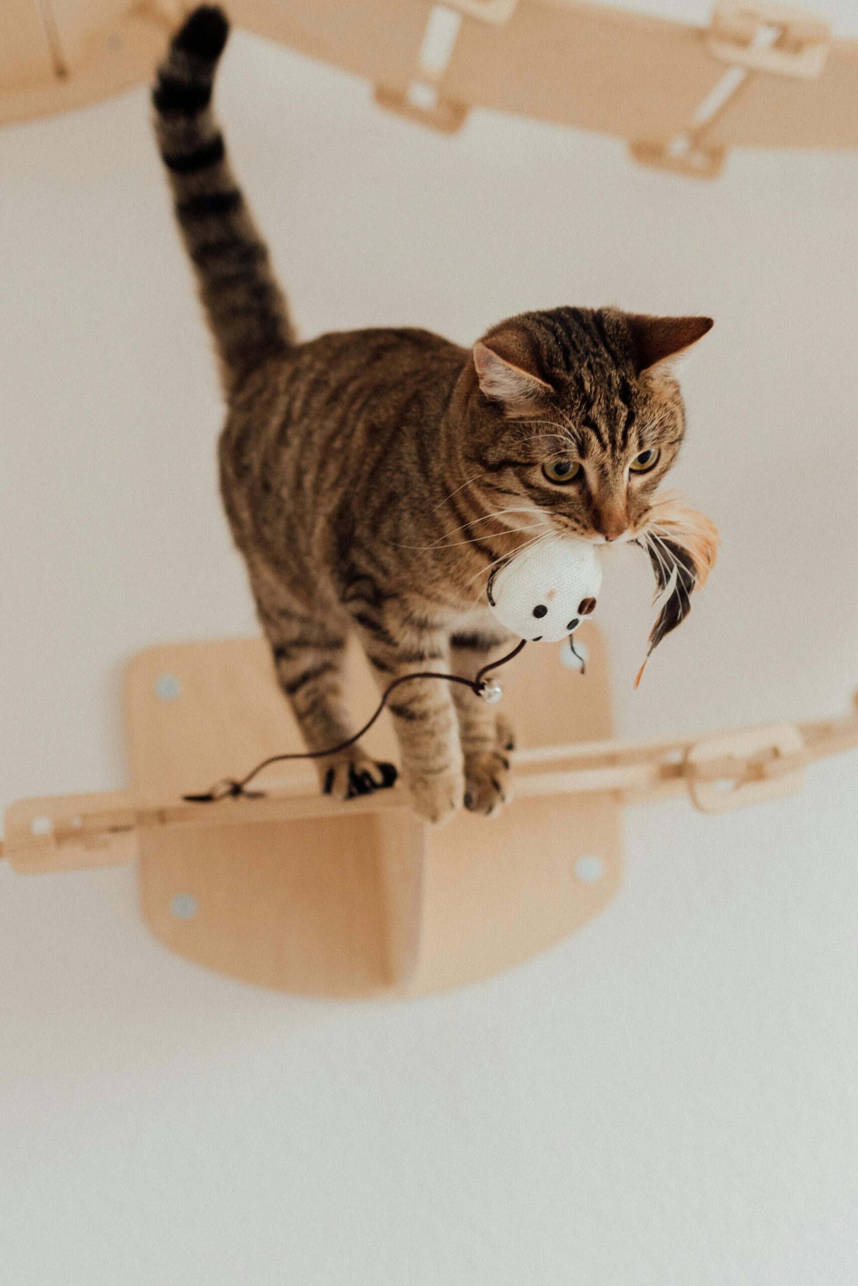 Keeping Cats Entertained Indoors During Winter - Vet's Klinic